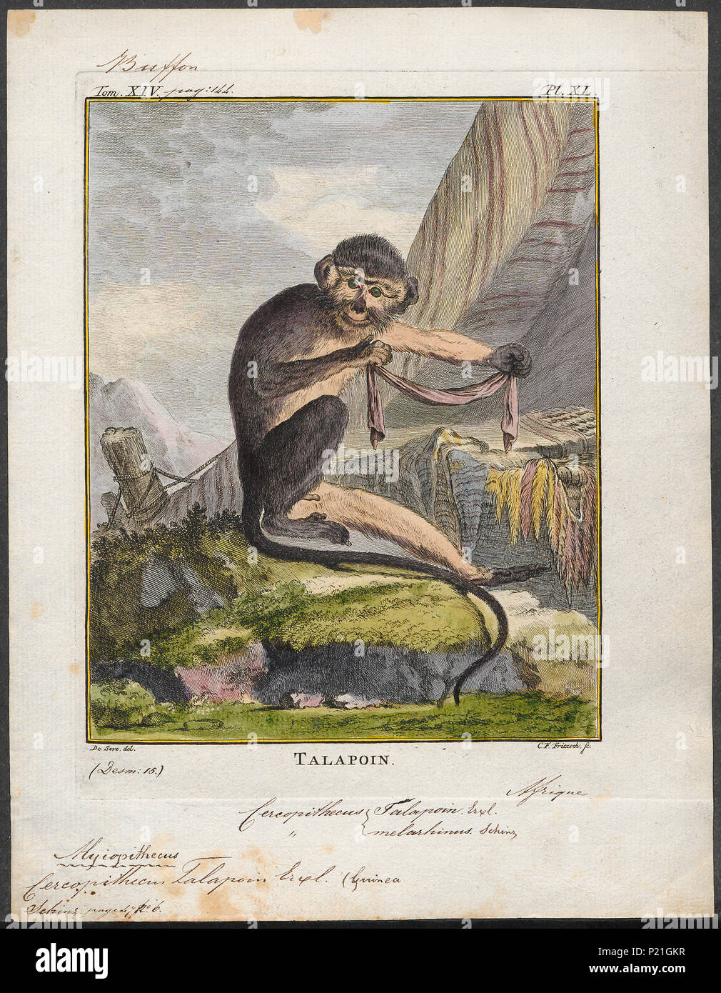 Cercopithecus talapoin hi-res stock photography and images - Alamy