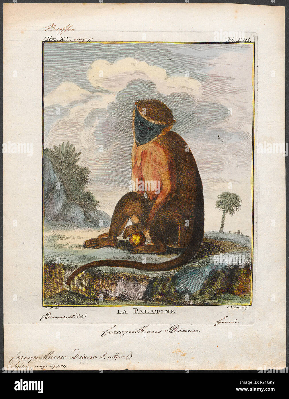 . Cercopithecus diana . between 1700 and 1880 56 Cercopithecus diana ...