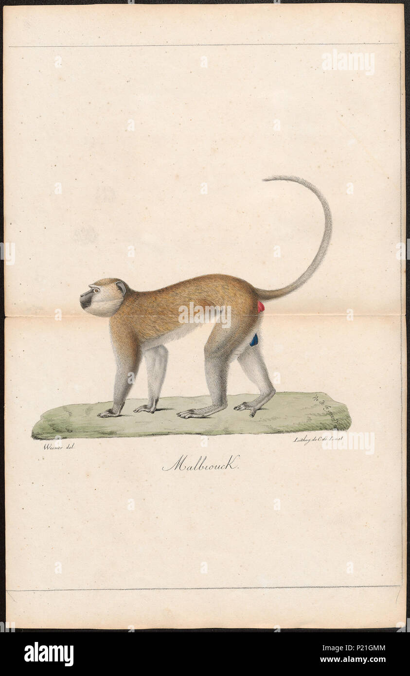 Cercopithecus cynosurus hi-res stock photography and images - Alamy