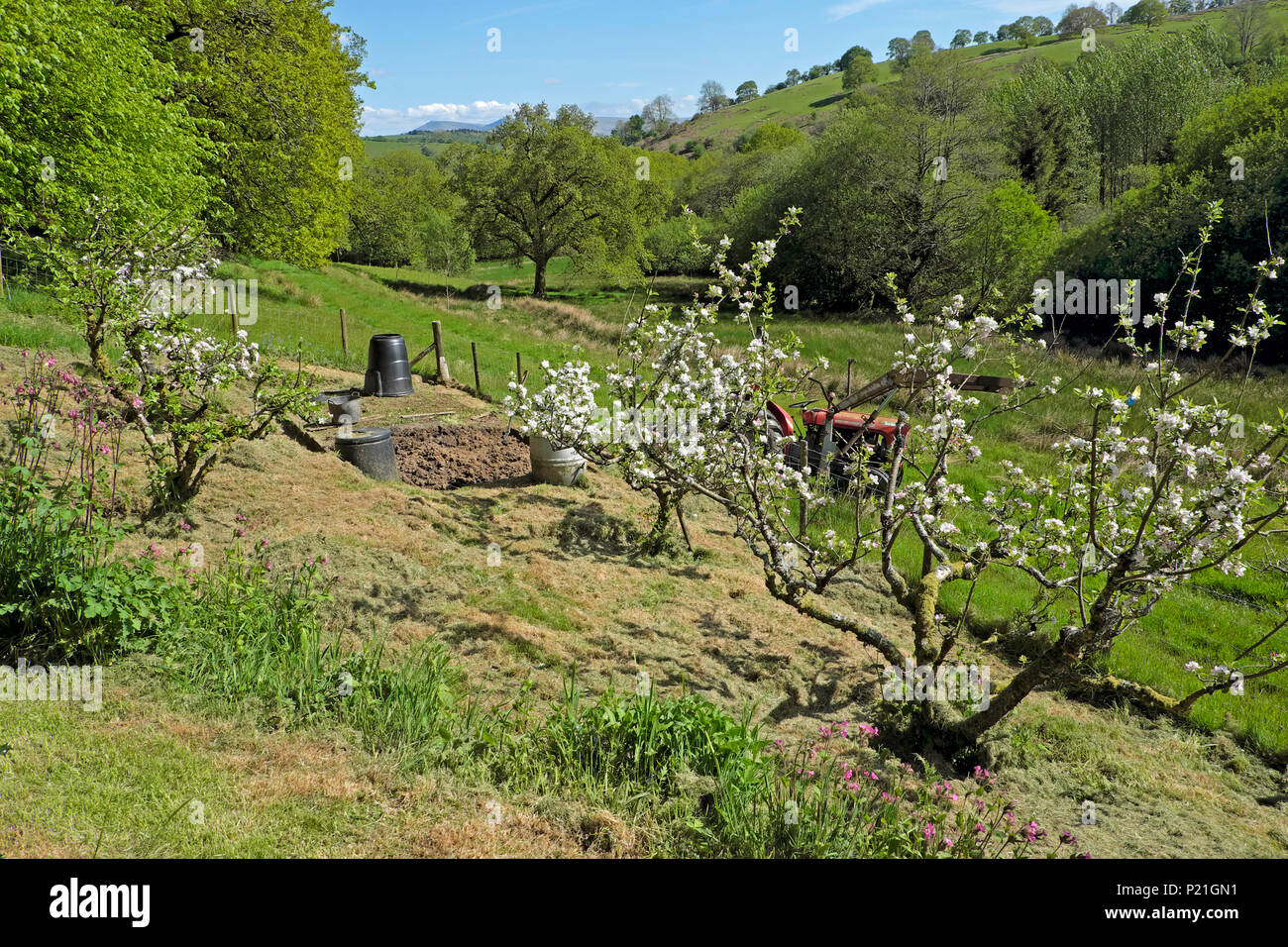 Apple trees with blossoms in May in a rural garden with view of the ...