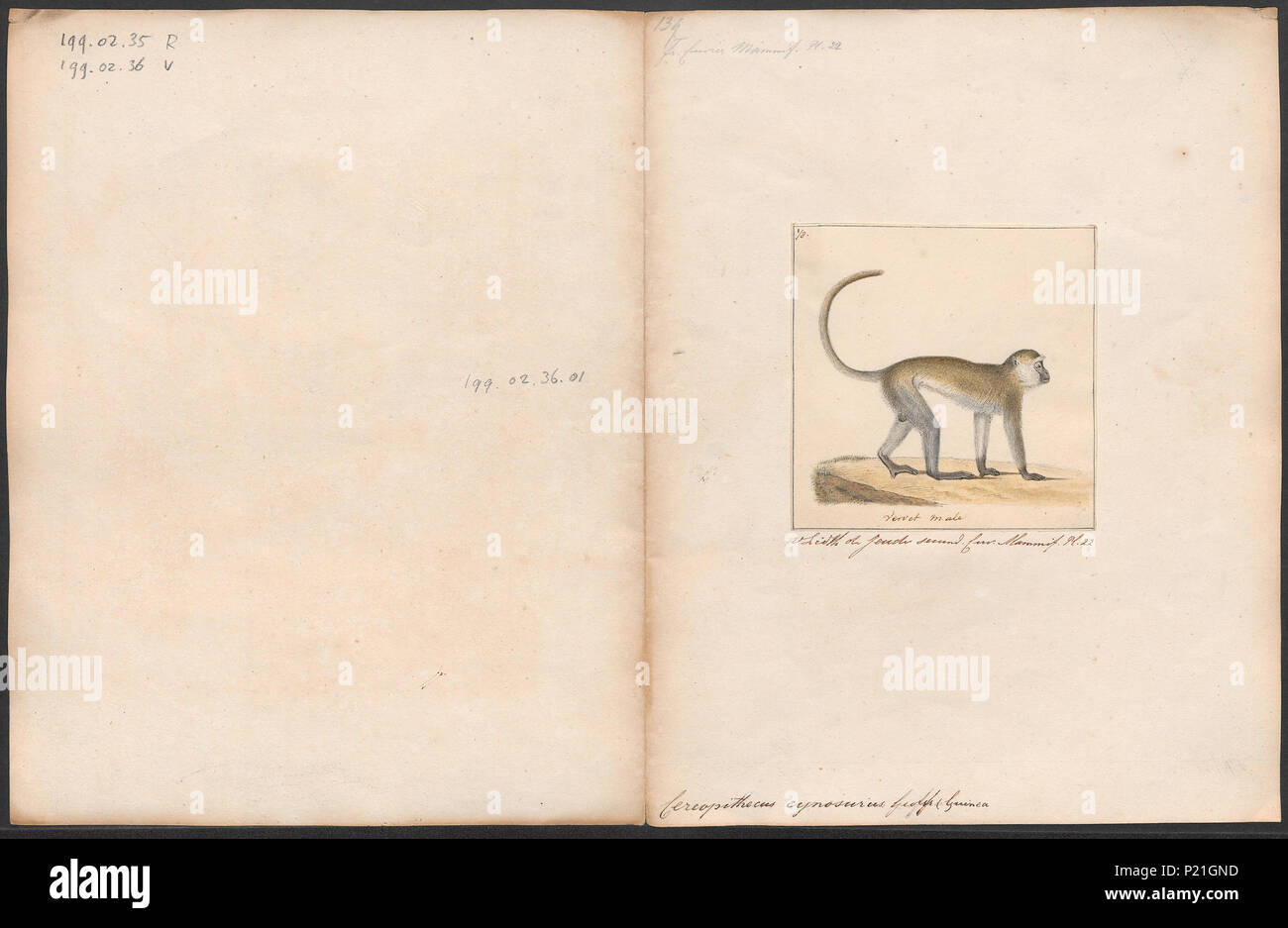 Cercopithecus cynosurus hi-res stock photography and images - Alamy