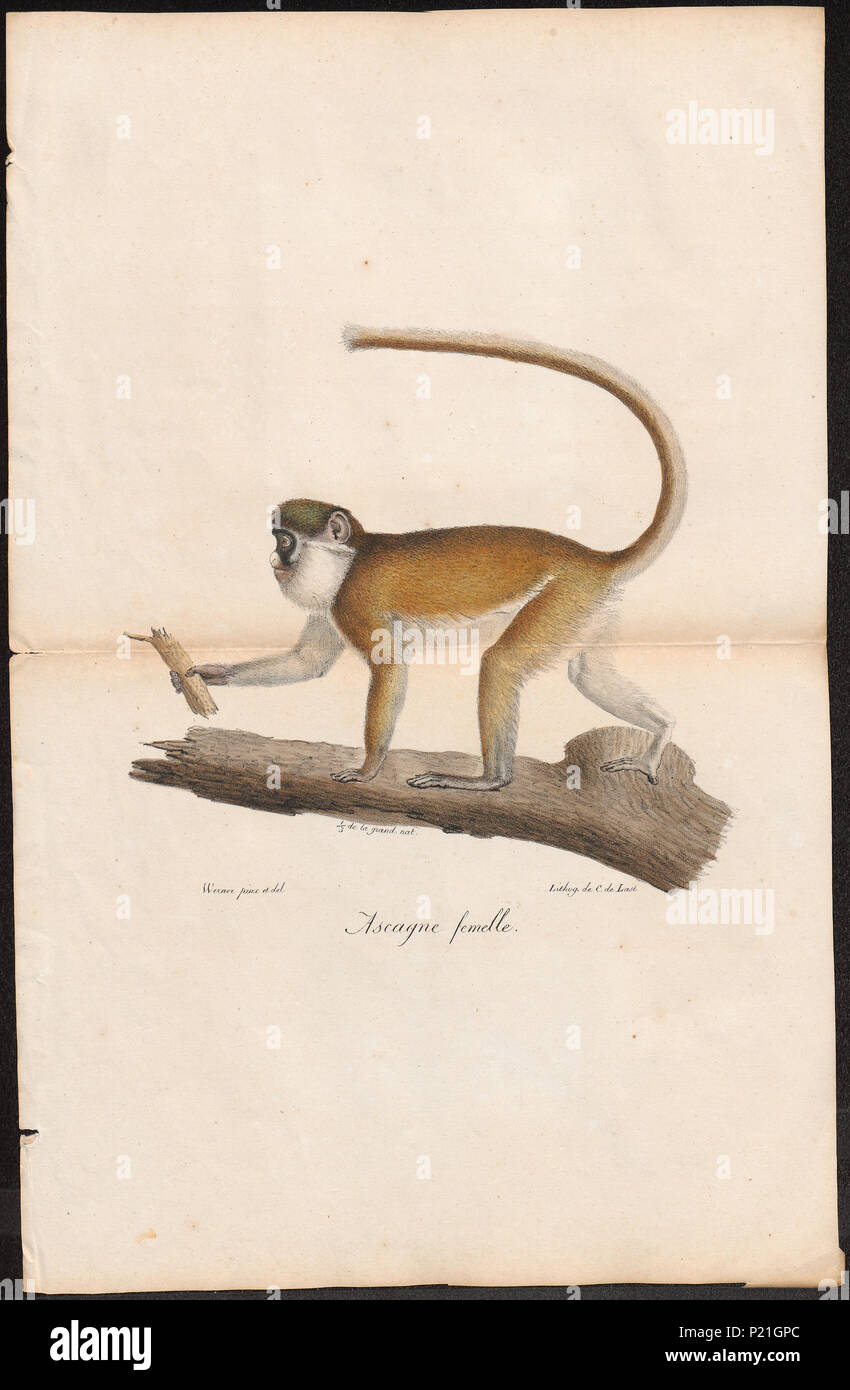 Cercopithecus petaurista illustrations hi-res stock photography and ...