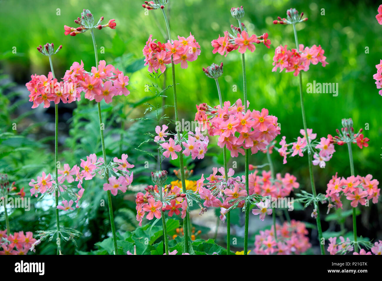 Spring june britain uk hi-res stock photography and images - Alamy