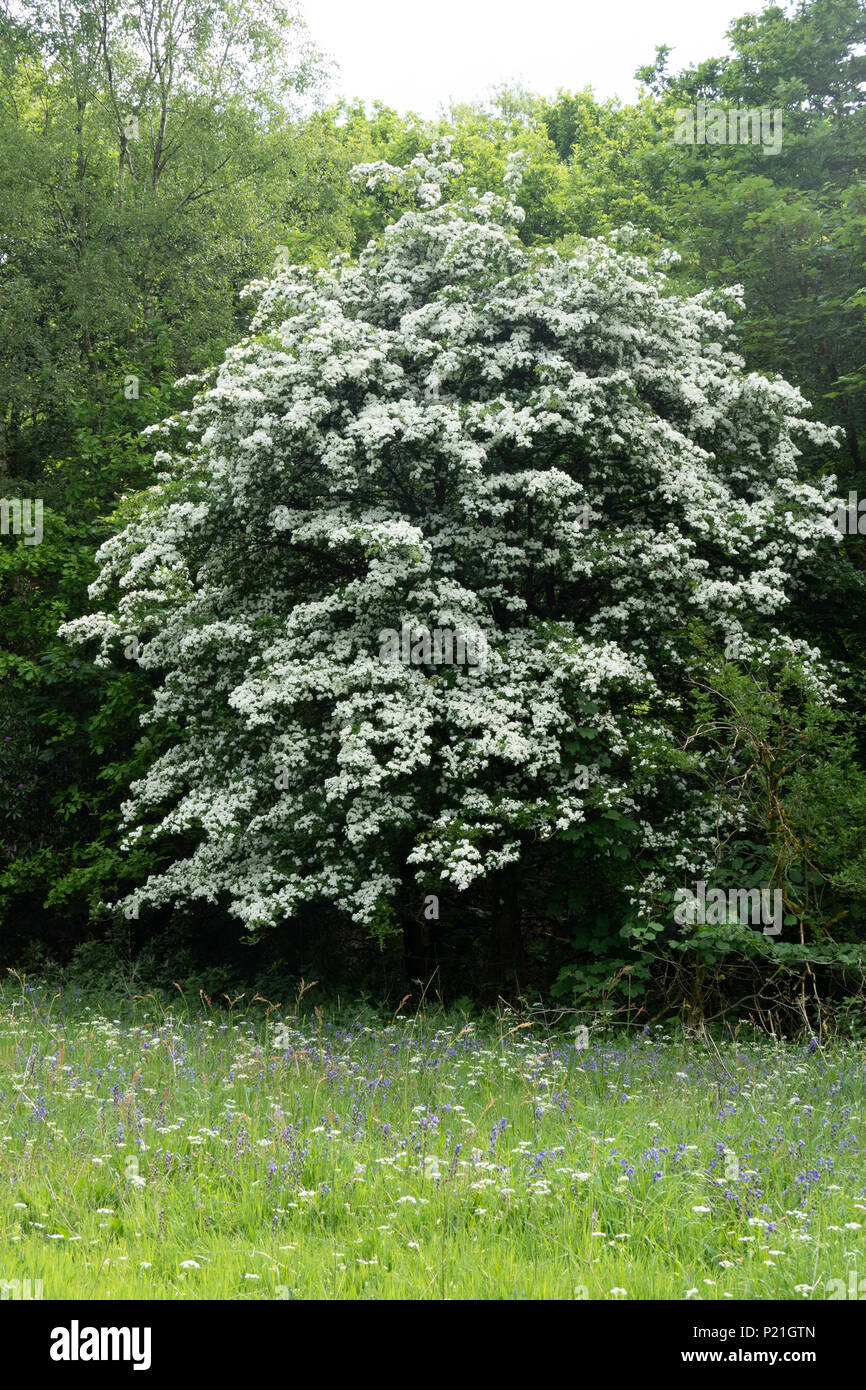 An Hawthorne bush in full flower at Dean Wood, Rivington creates an ...