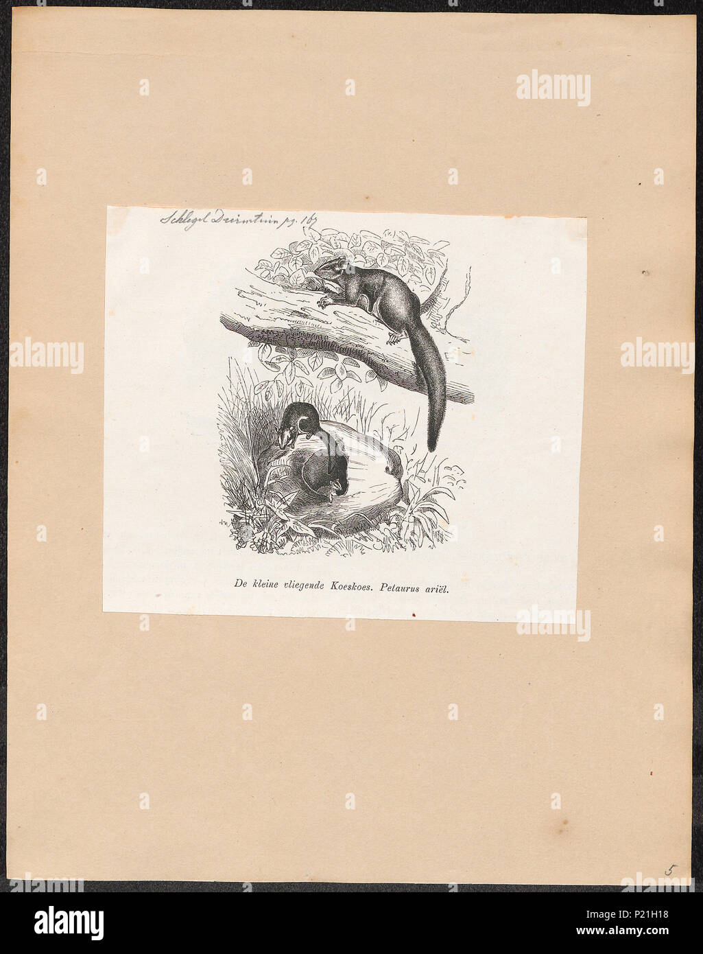 Ariel petaurus hi-res stock photography and images - Alamy