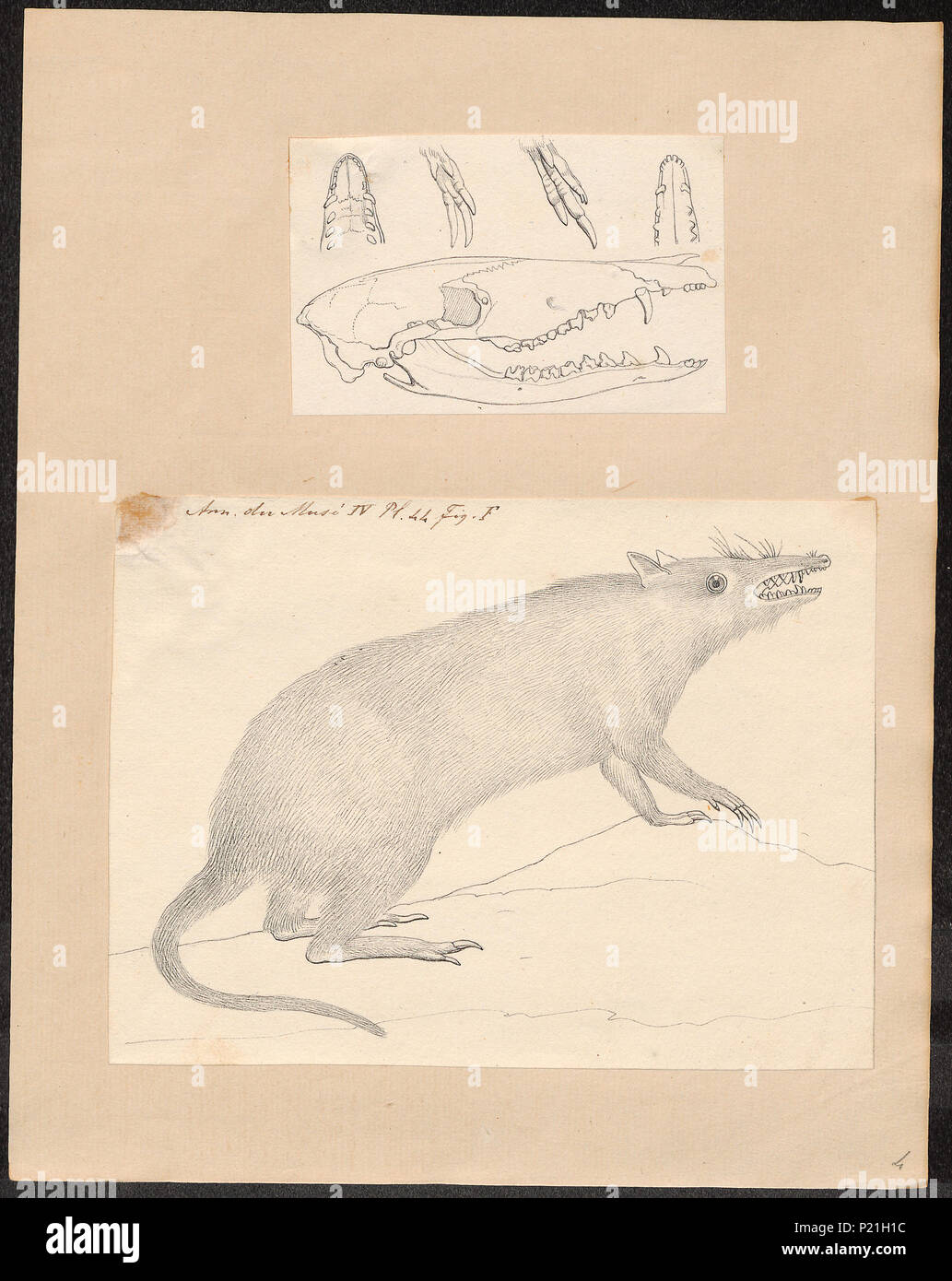 Perameles hi-res stock photography and images - Alamy