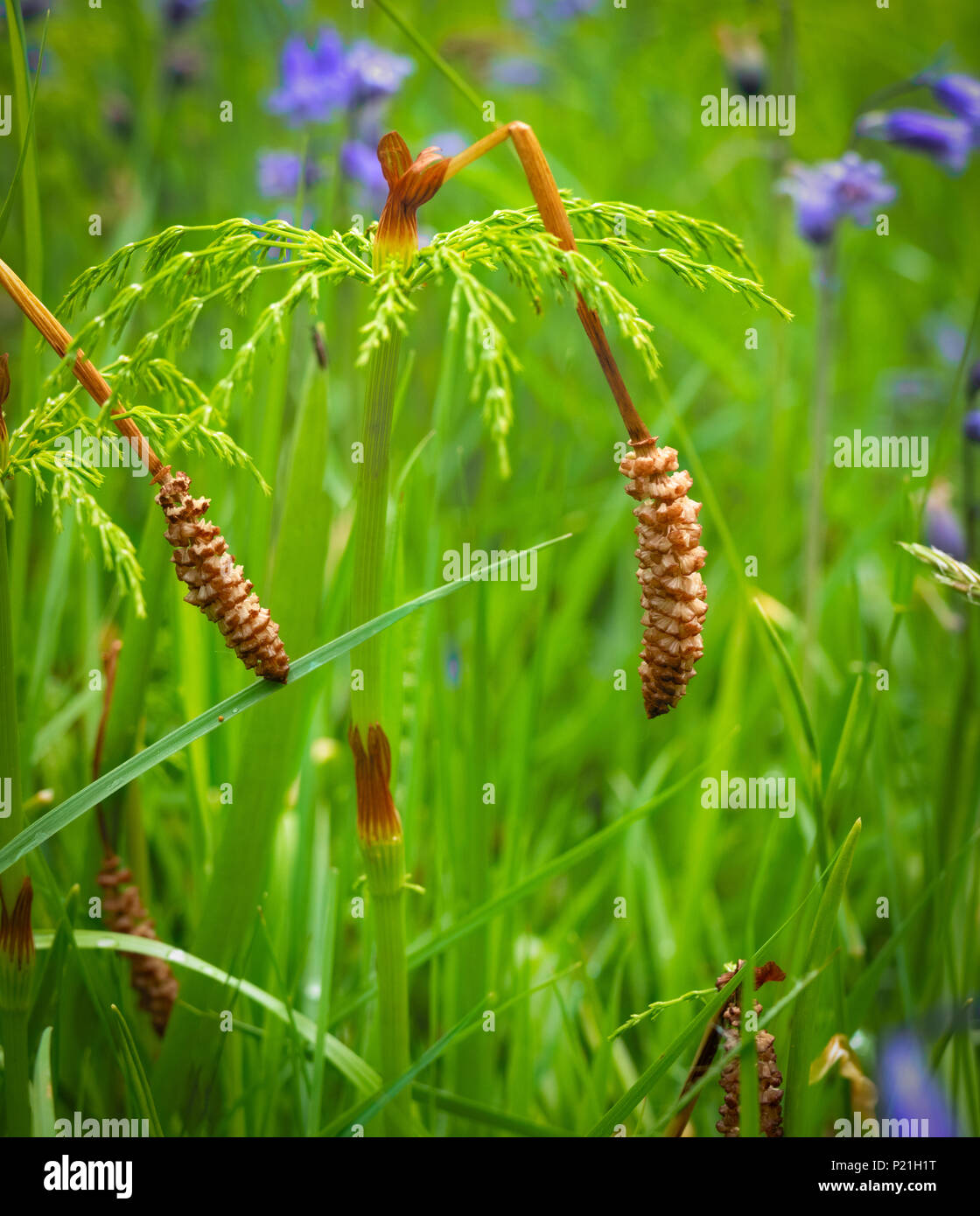 Dean Wood, Rivington an English woodland scene in the early summer sun ...