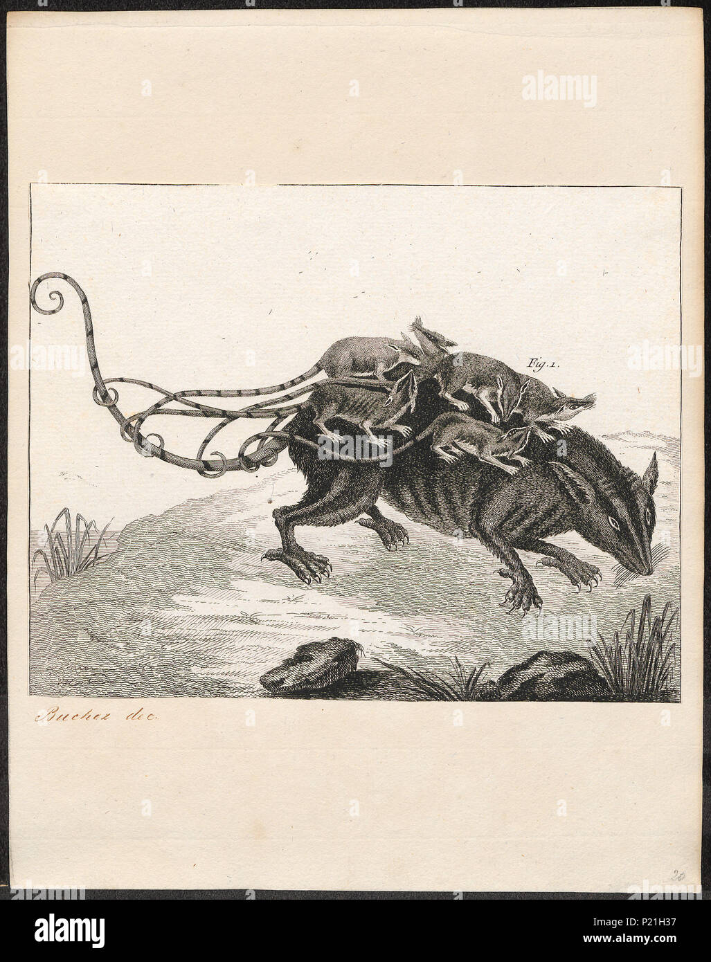 . Didelphis dorsigera . between 1700 and 1880 82 Didelphis dorsigera ...