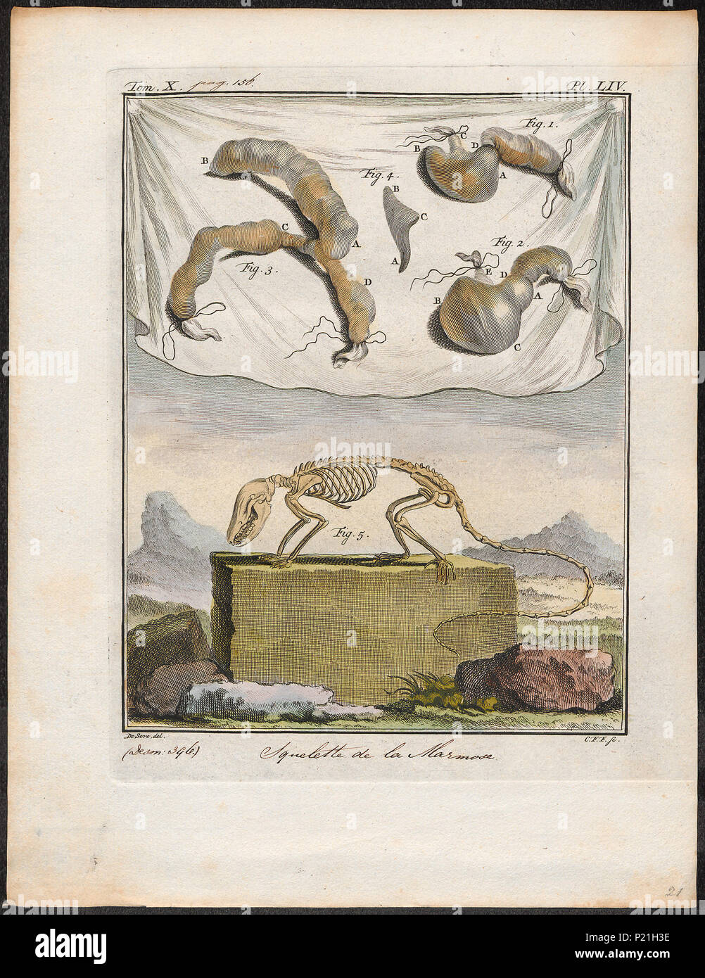 . Didelphis murina - ingewanden en skelet . between 1700 and 1880 82 ...