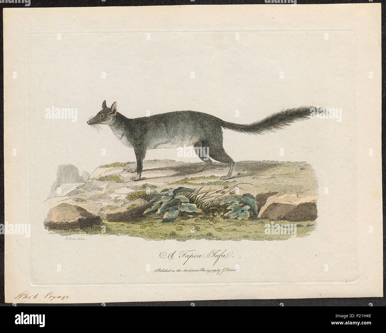 Dasyurus tafa hi-res stock photography and images - Alamy