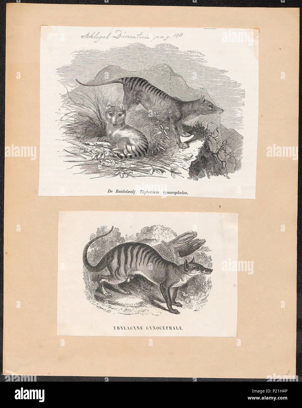 Thylacinus cynocephalus hi-res stock photography and images - Alamy