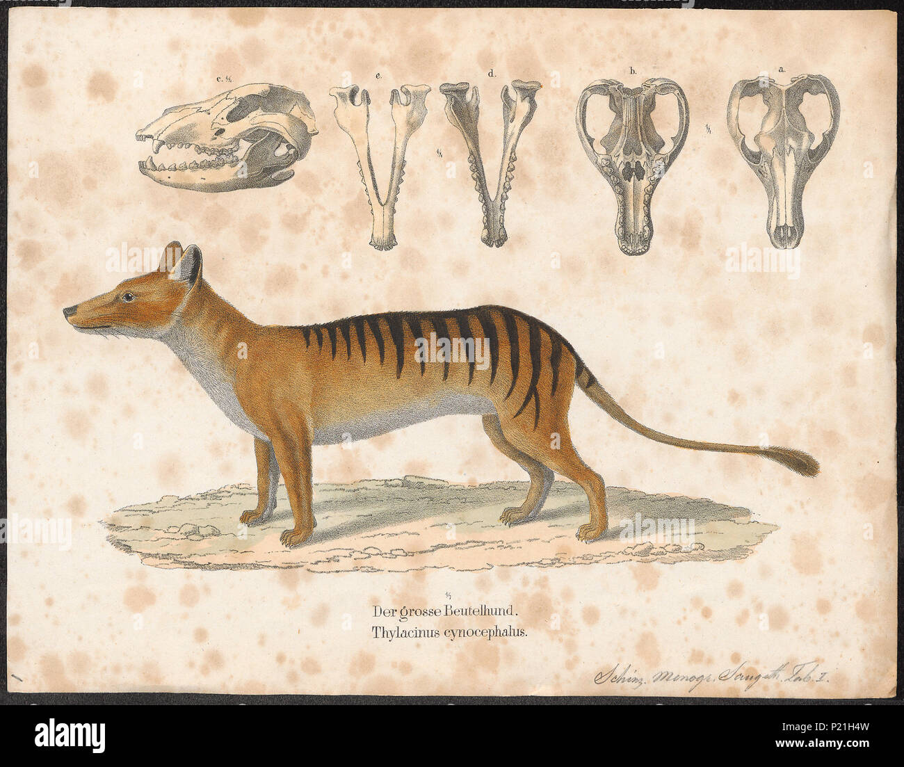 Thylacinus cynocephalus hi-res stock photography and images - Alamy