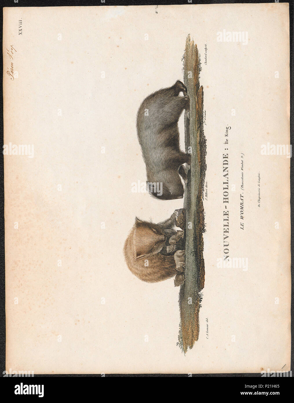 . Phascolomys wombat . between 1700 and 1880 221 Phascolomys wombat ...