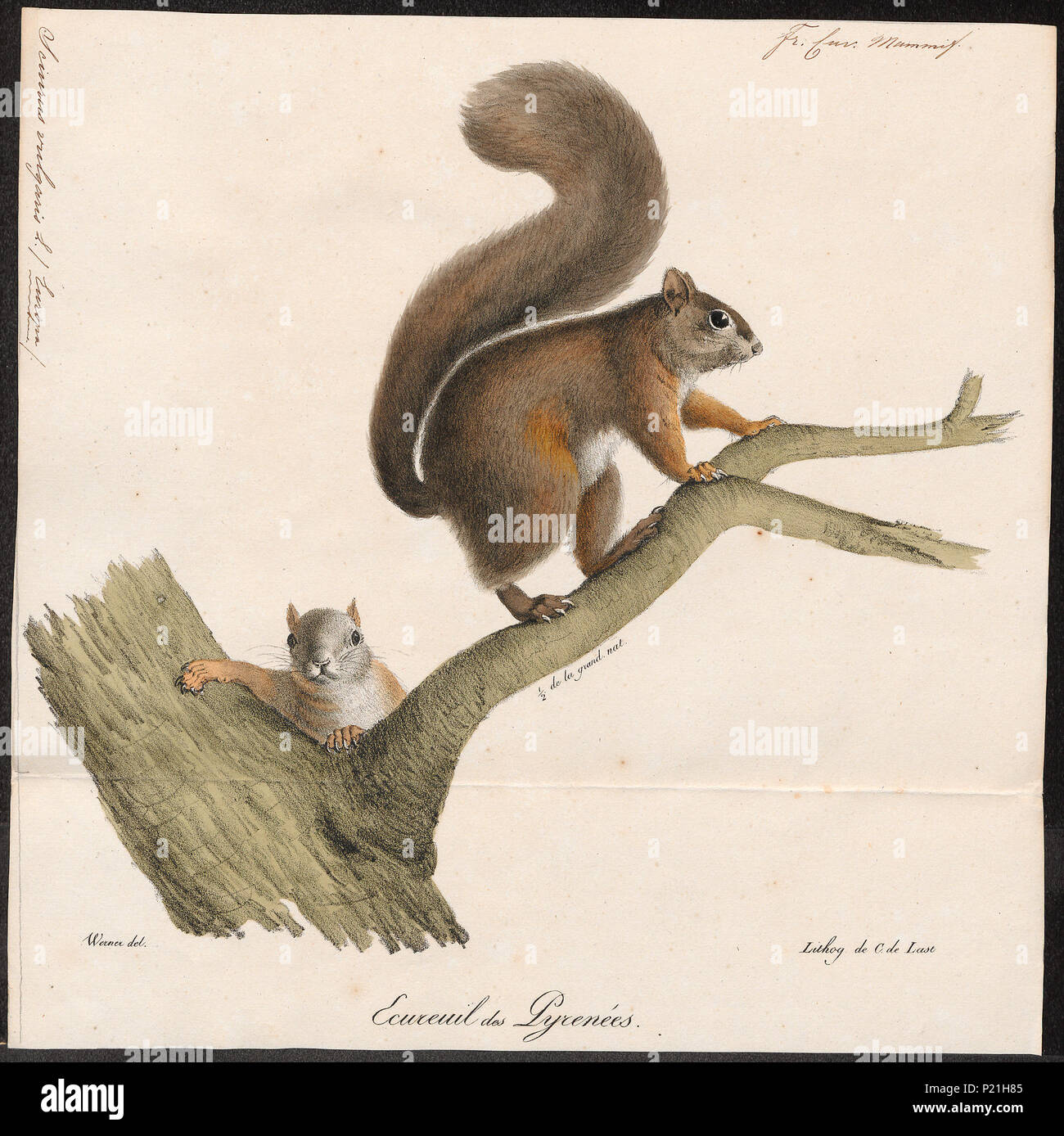 Sciurus vulgaris habitat study hi-res stock photography and images - Alamy