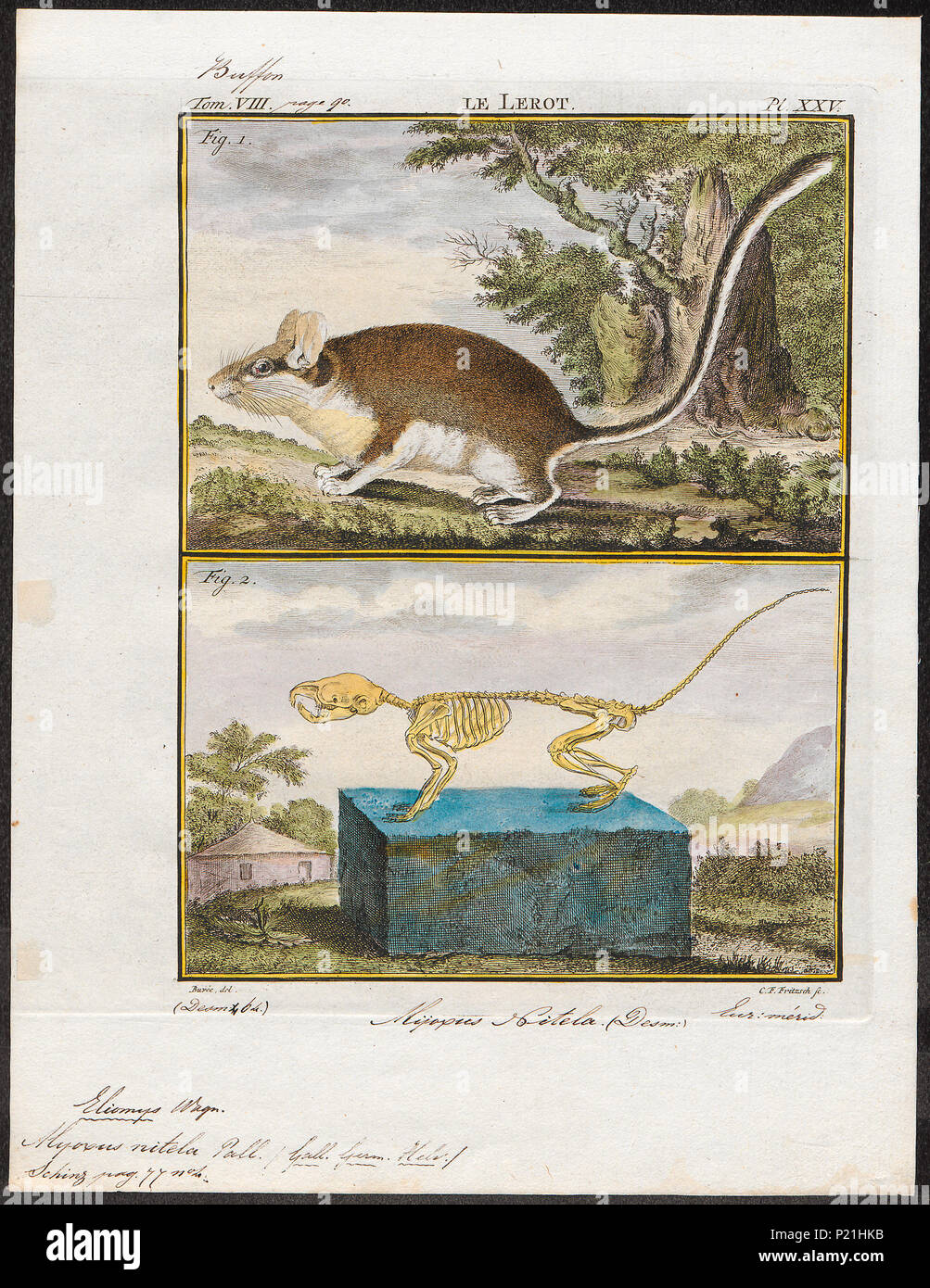 . Myoxus nitela - met skelet . between 1700 and 1880 198 Myoxus nitela ...