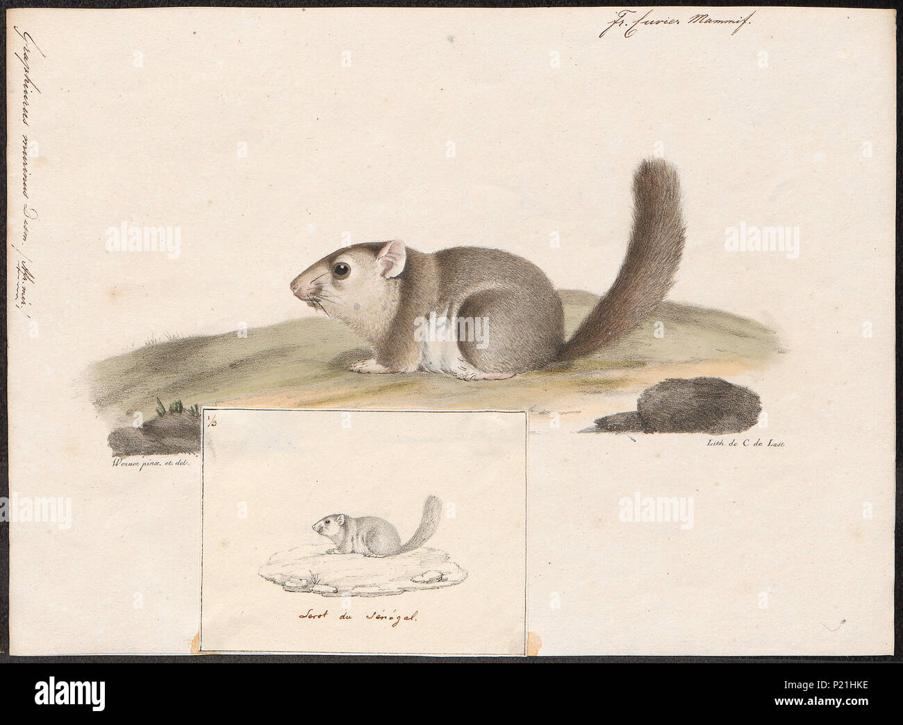 Graphiurus murinus hi-res stock photography and images - Alamy