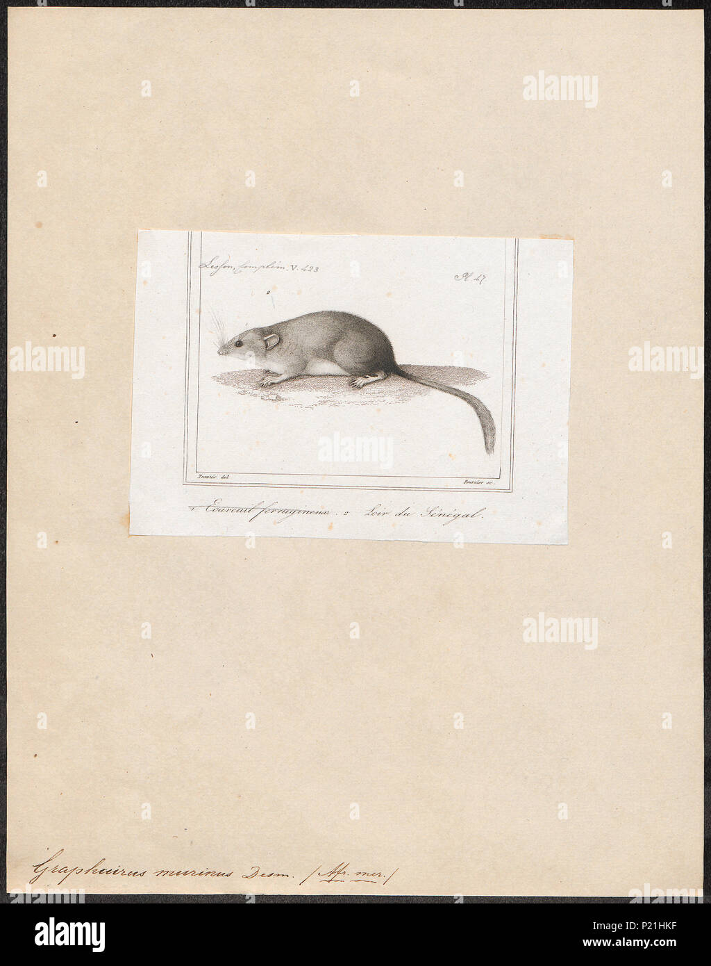 Dormouse anatomy hi-res stock photography and images - Alamy