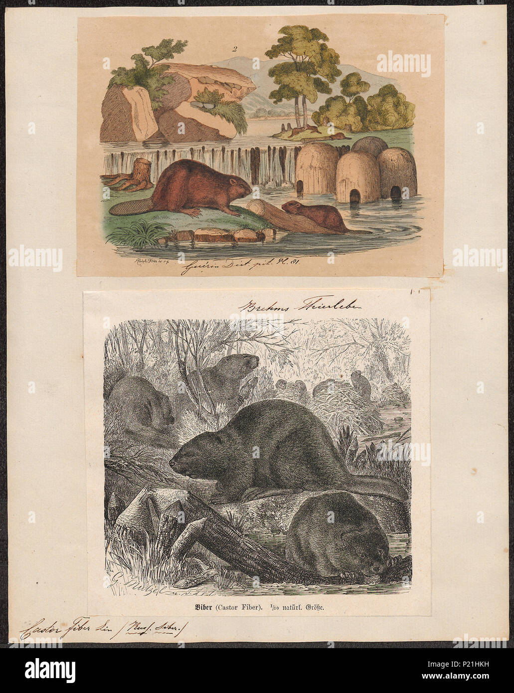 . Castor fiber . between 1700 and 1880 53 Castor fiber - 1700-1880 ...