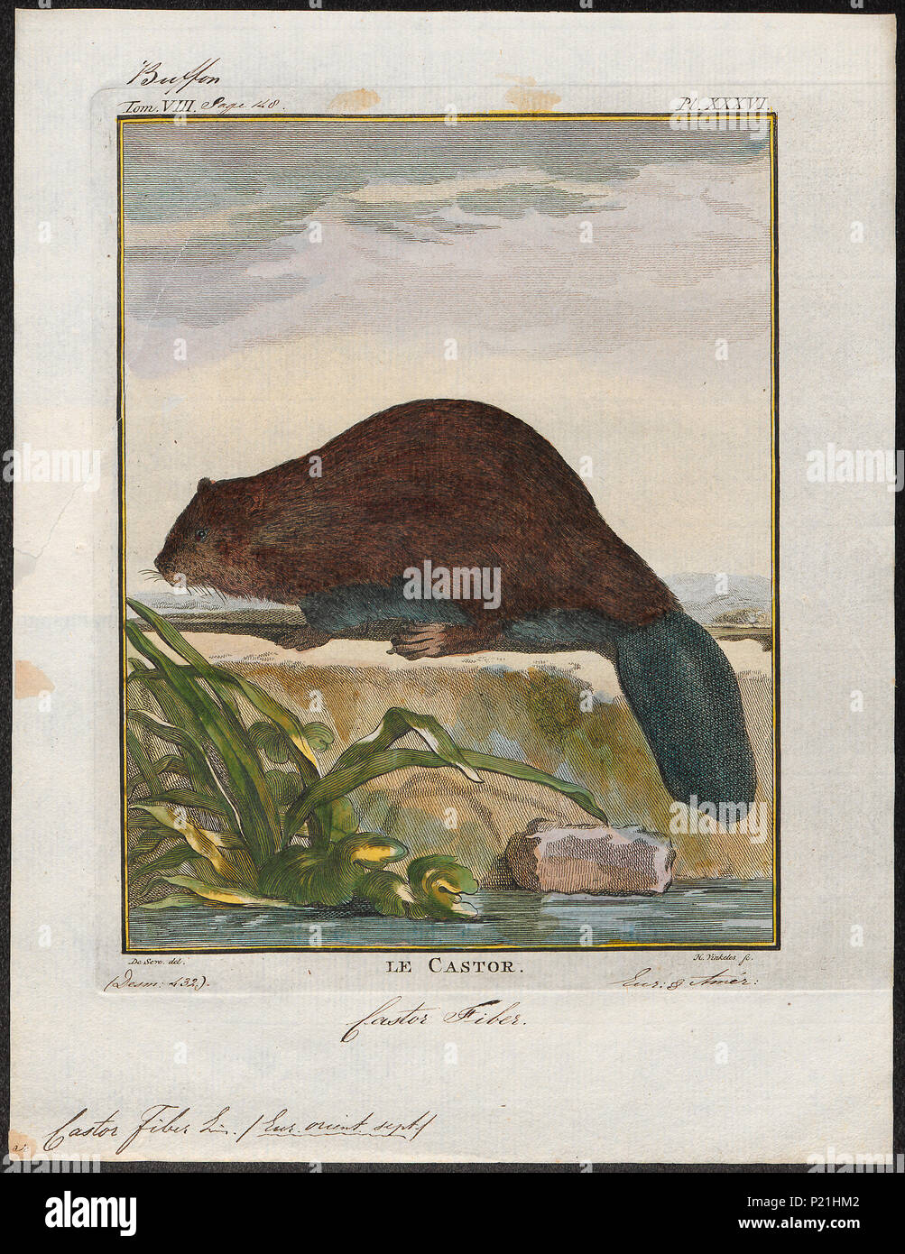 . Castor fiber . between 1700 and 1880 53 Castor fiber - 1700-1880 ...
