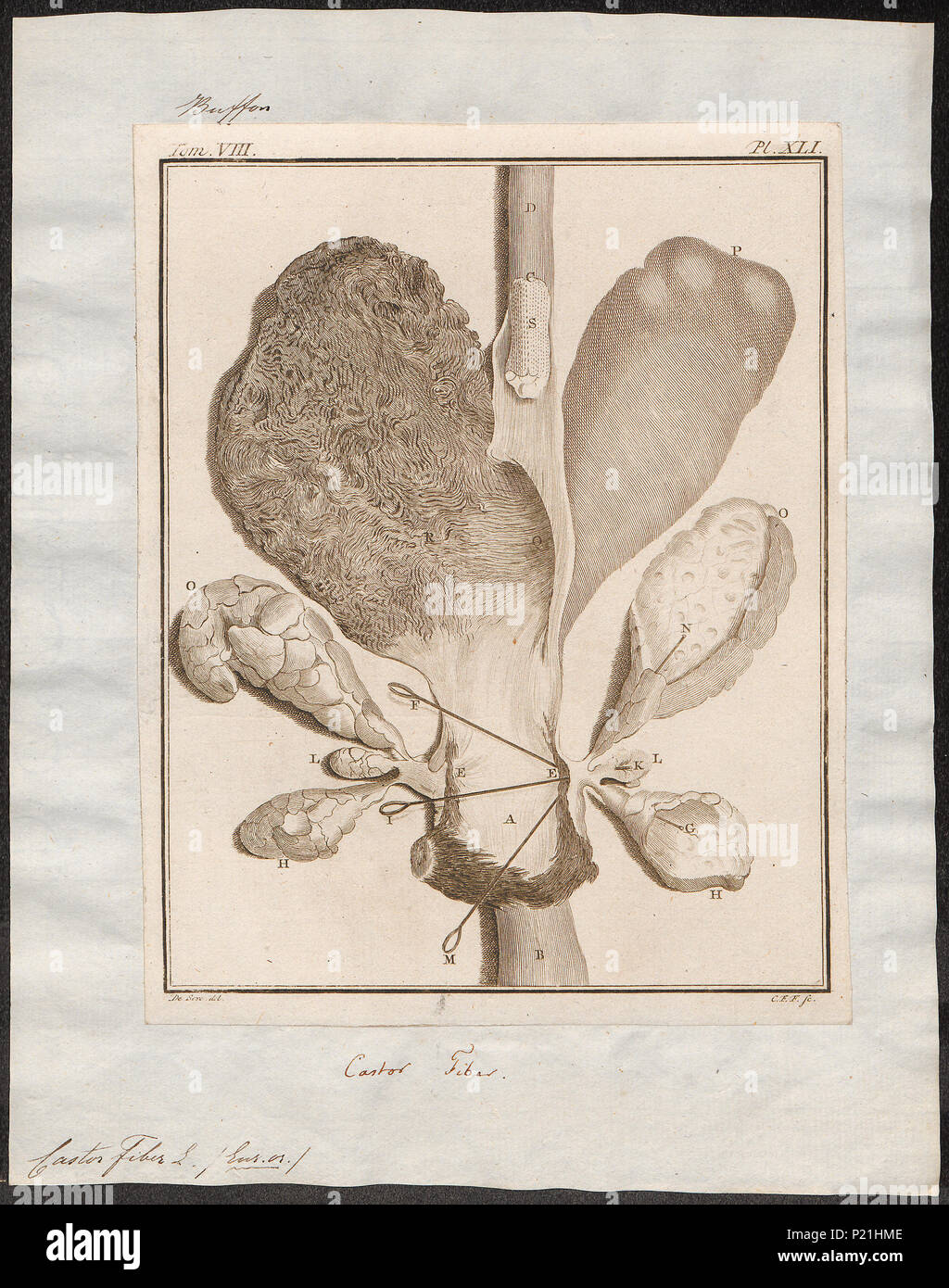 Ingewanden hi-res stock photography and images - Alamy