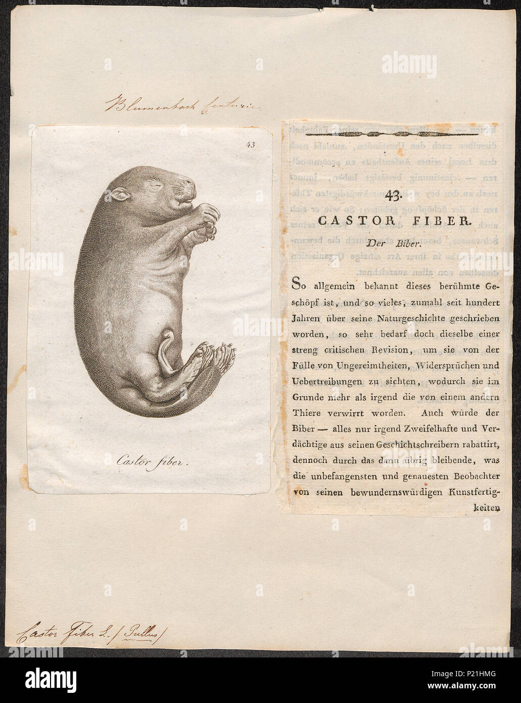 . Castor fiber . between 1700 and 1880 53 Castor fiber - 1700-1880 ...