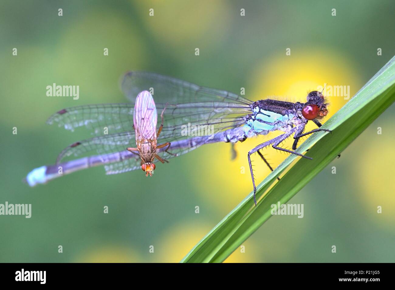 Dragonfly with red eyes hi-res stock photography and images - Alamy