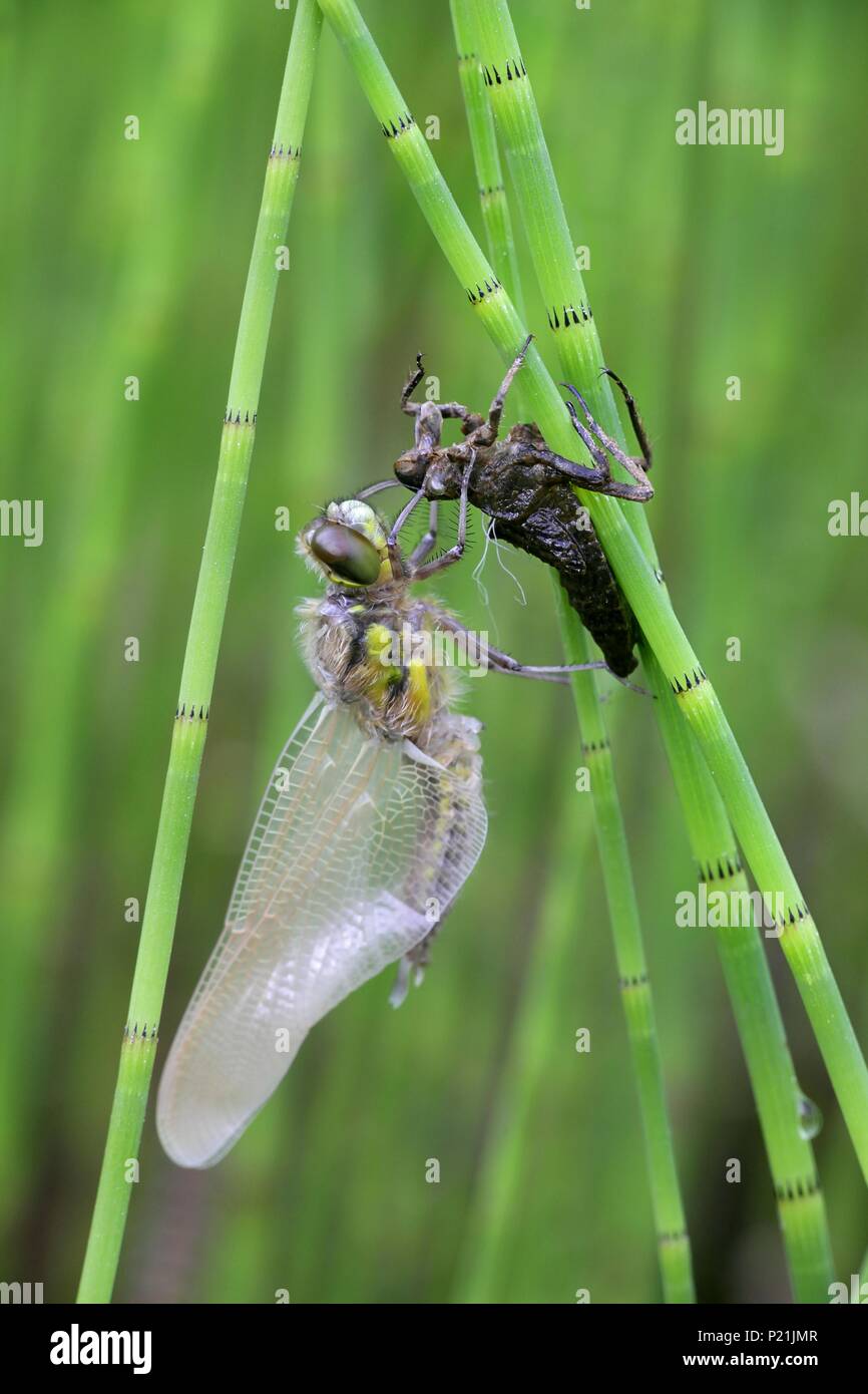 Hatching of the dragonfly hi-res stock photography and images - Alamy
