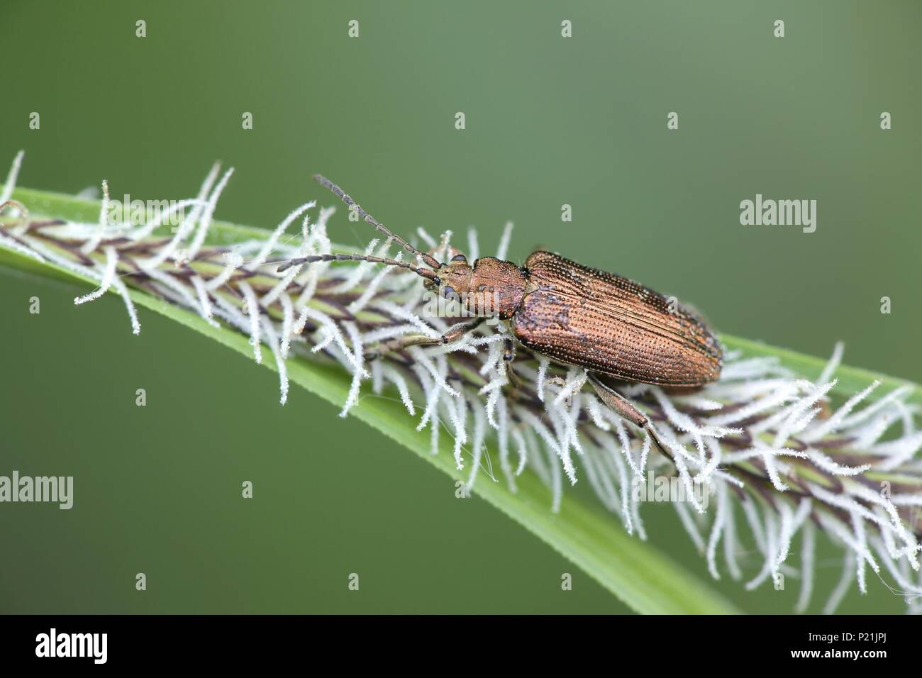 Reed beetle, Donacia bicolor Stock Photo - Alamy