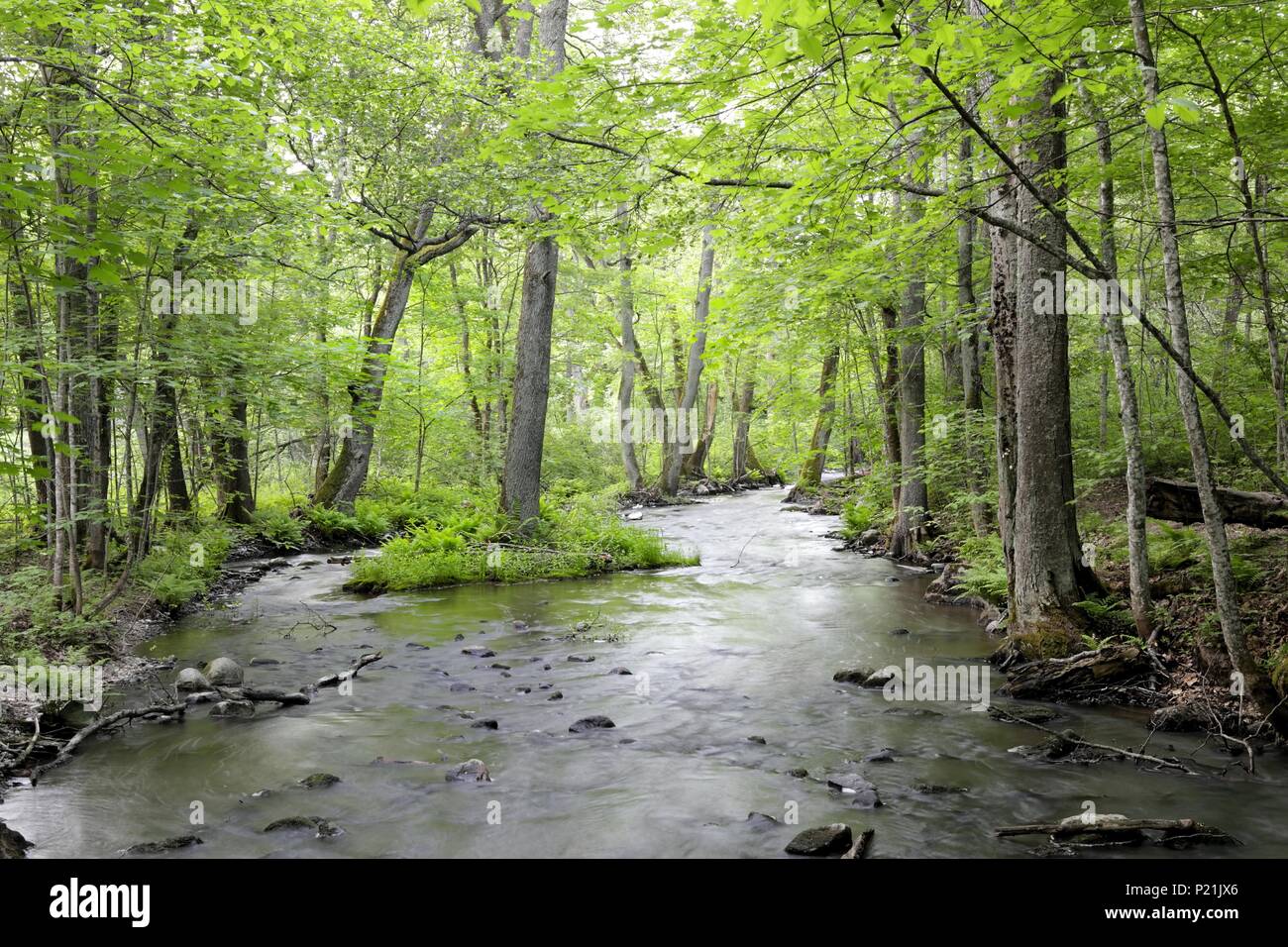 Forest stream, flowing water over rocks and green lush foliage Stock ...