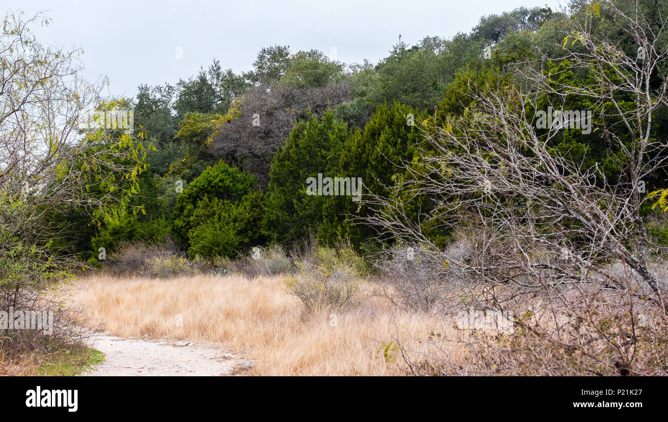 Mix of trees hi-res stock photography and images - Alamy