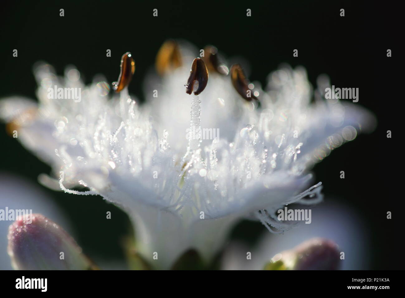 Bogbean, also called Buckbean, Bog Bean, Buck Bean, Marsh Trefoil ...