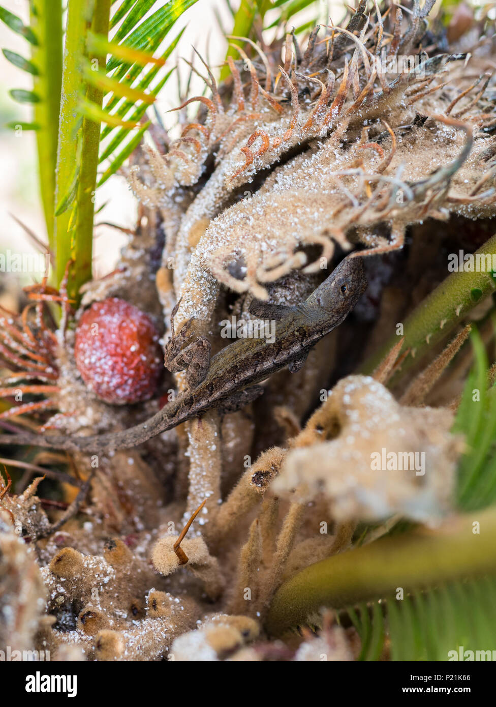 A brown anole lizard blends in on the seeds of a sago palm. Visible ...