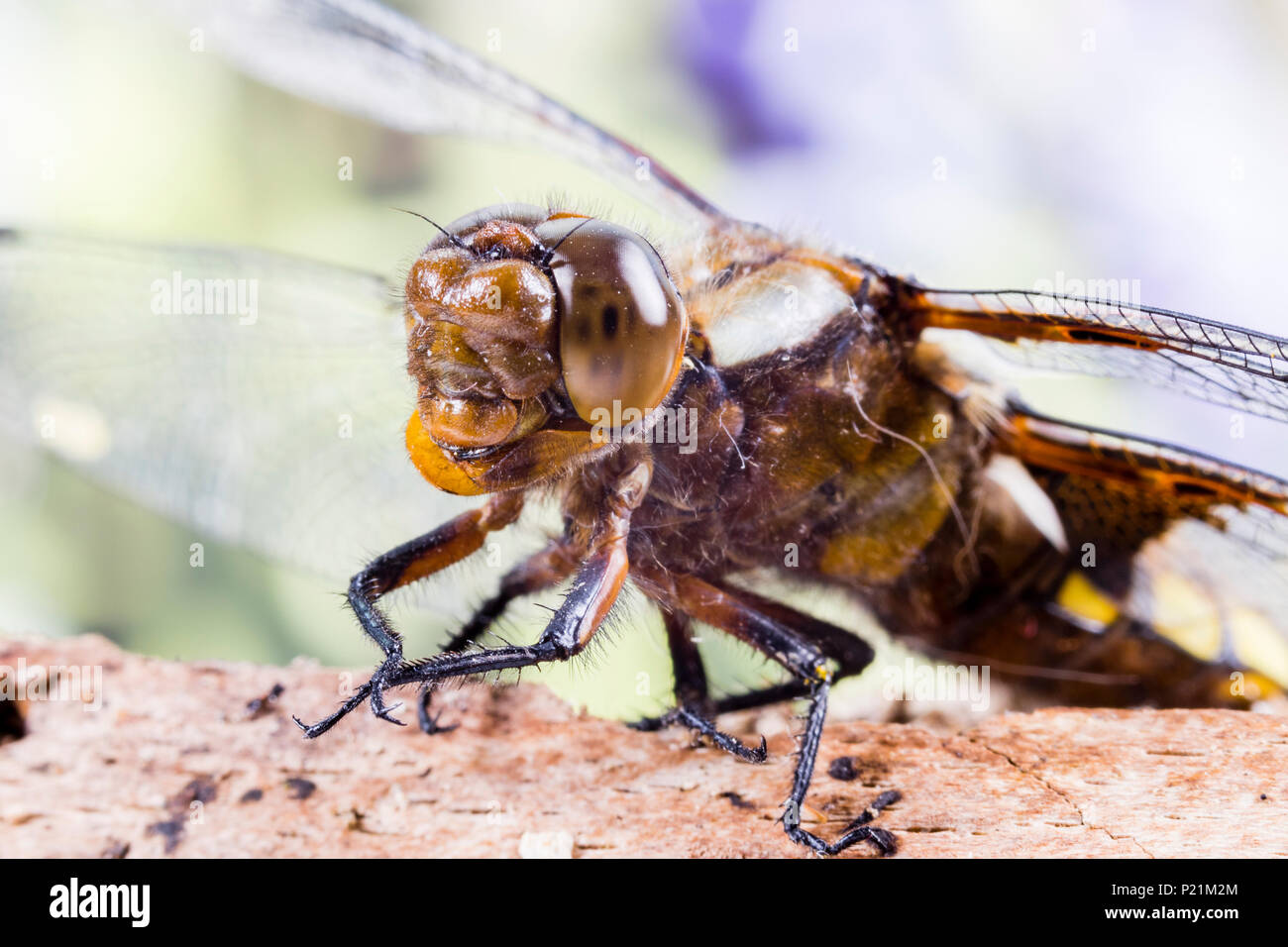 Female broad-bodied chaser photographed in a controlled set up Stock ...