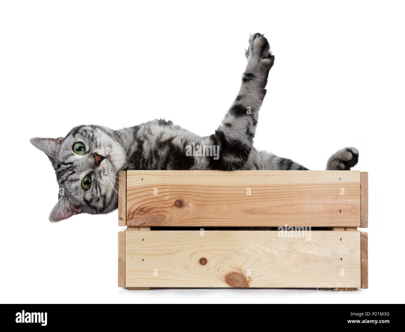 Handsome black silver tabby British Shorthair cat hanging backwards ...