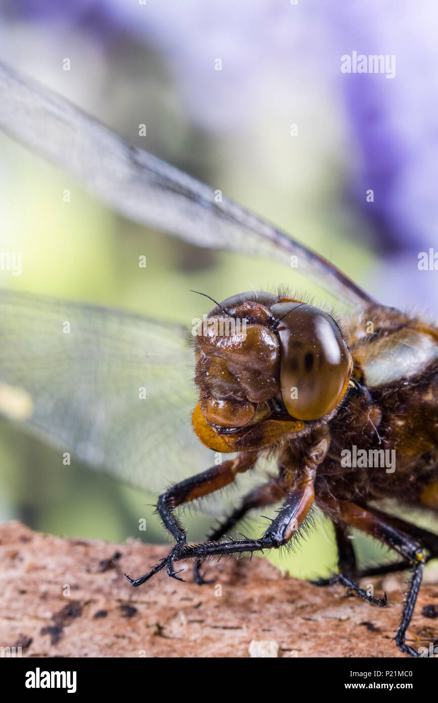 Female broad-bodied chaser photographed in a controlled set up Stock ...