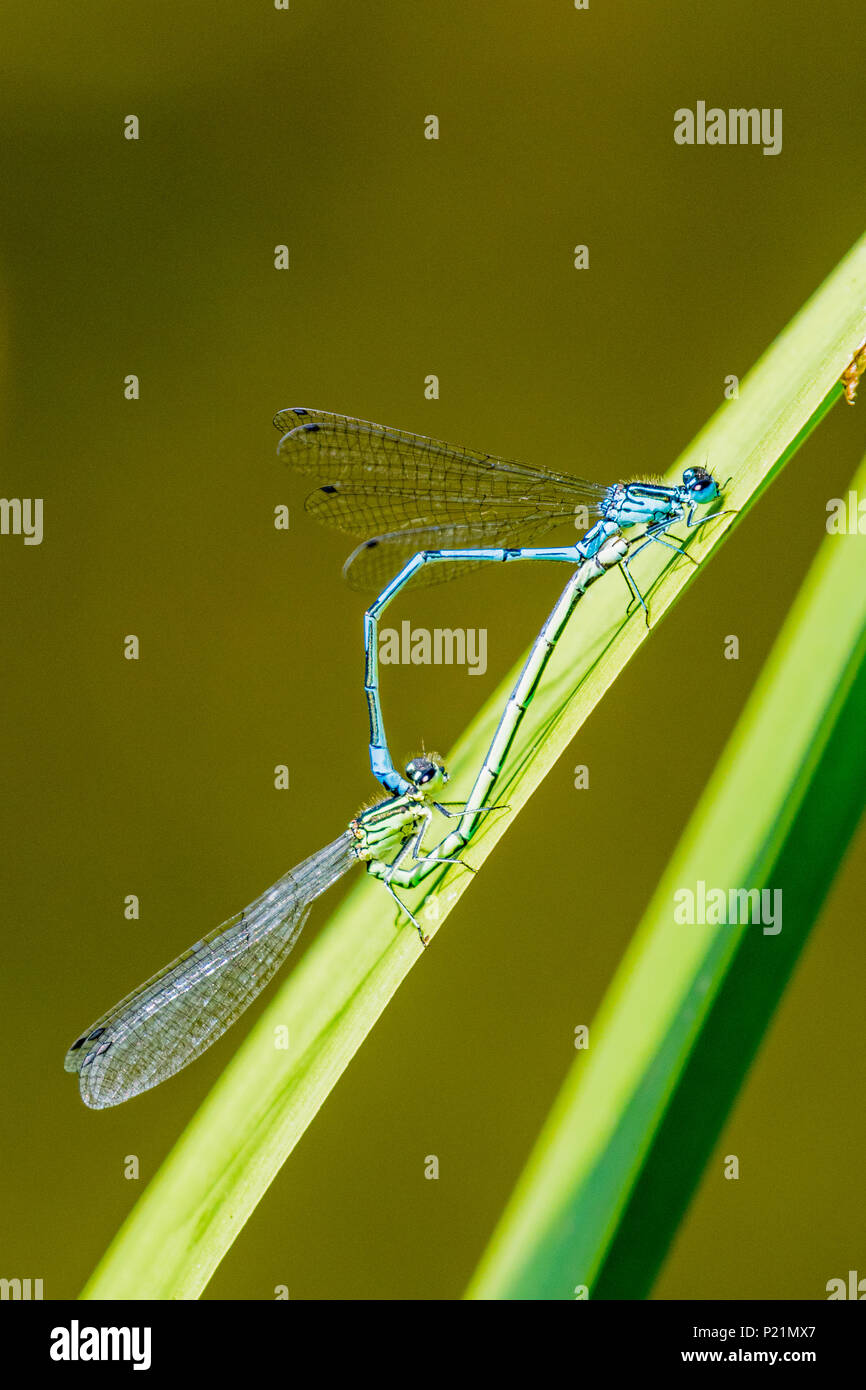 Mating blue damsel flies in spring sunshine Stock Photo - Alamy