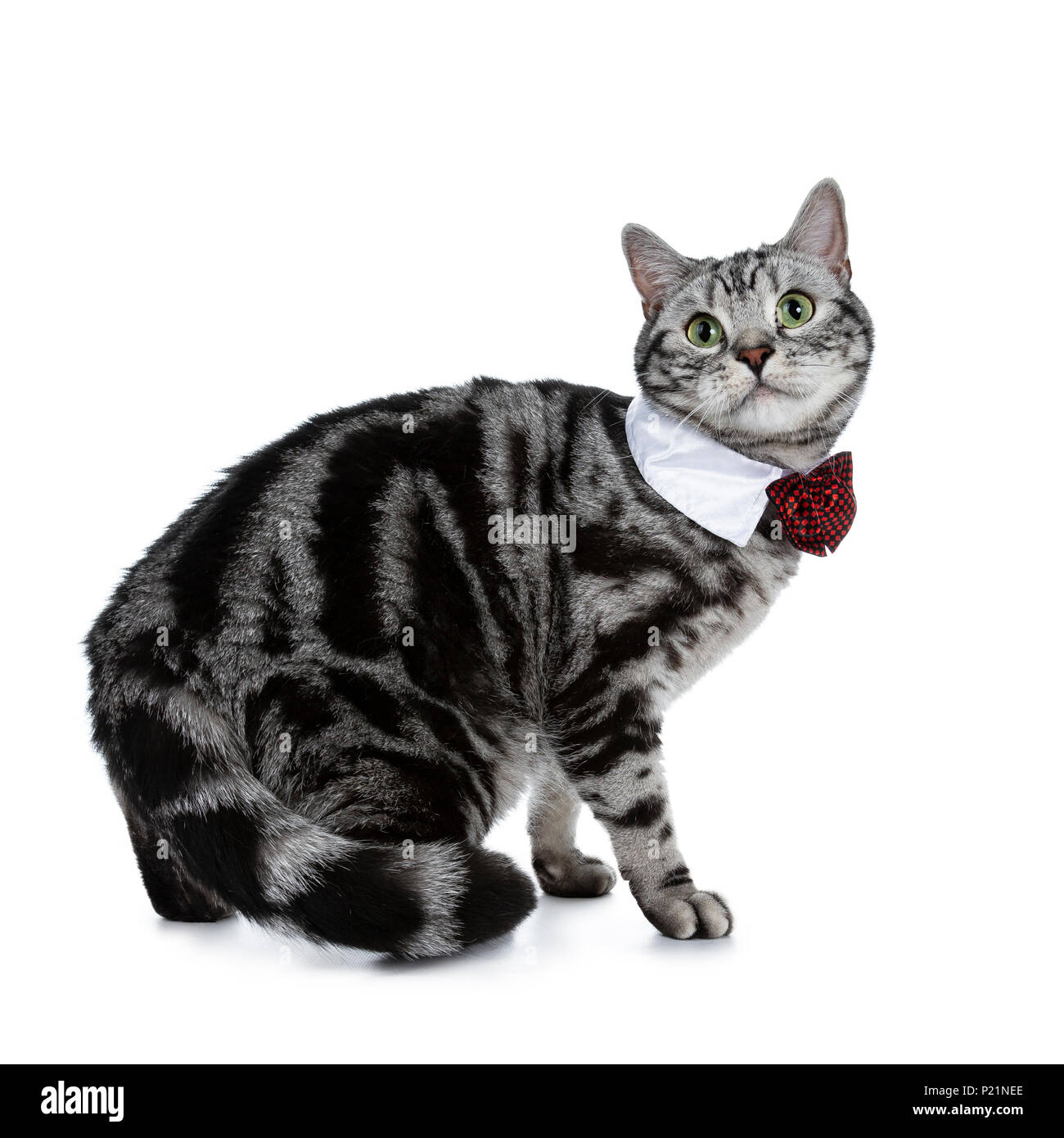 Party gala Cut Out Stock Images & Pictures - Alamy