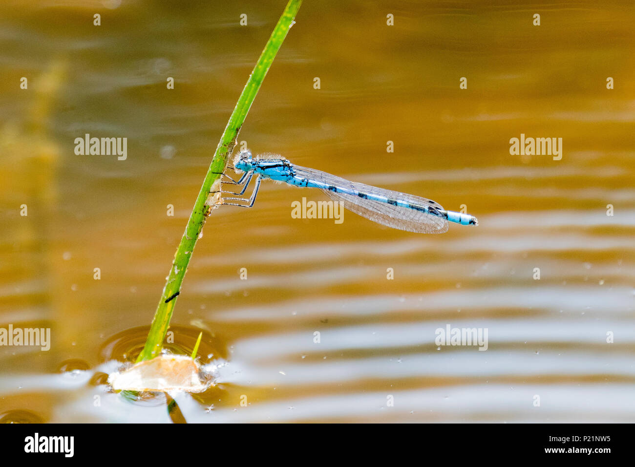 Common Blue Damsel Fly in late spring in west Wales Stock Photo - Alamy