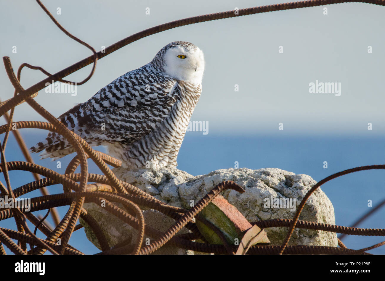 A snowy owl poses among the landfill that was used to create Toronto's ...