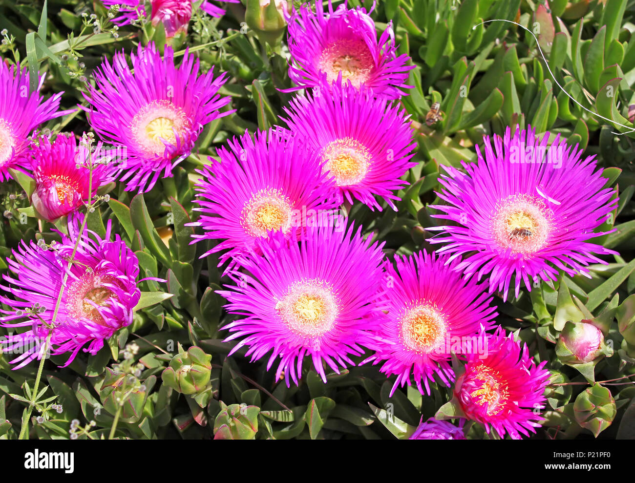 Pink flowers of Carpobrotus modestus Stock Photo - Alamy