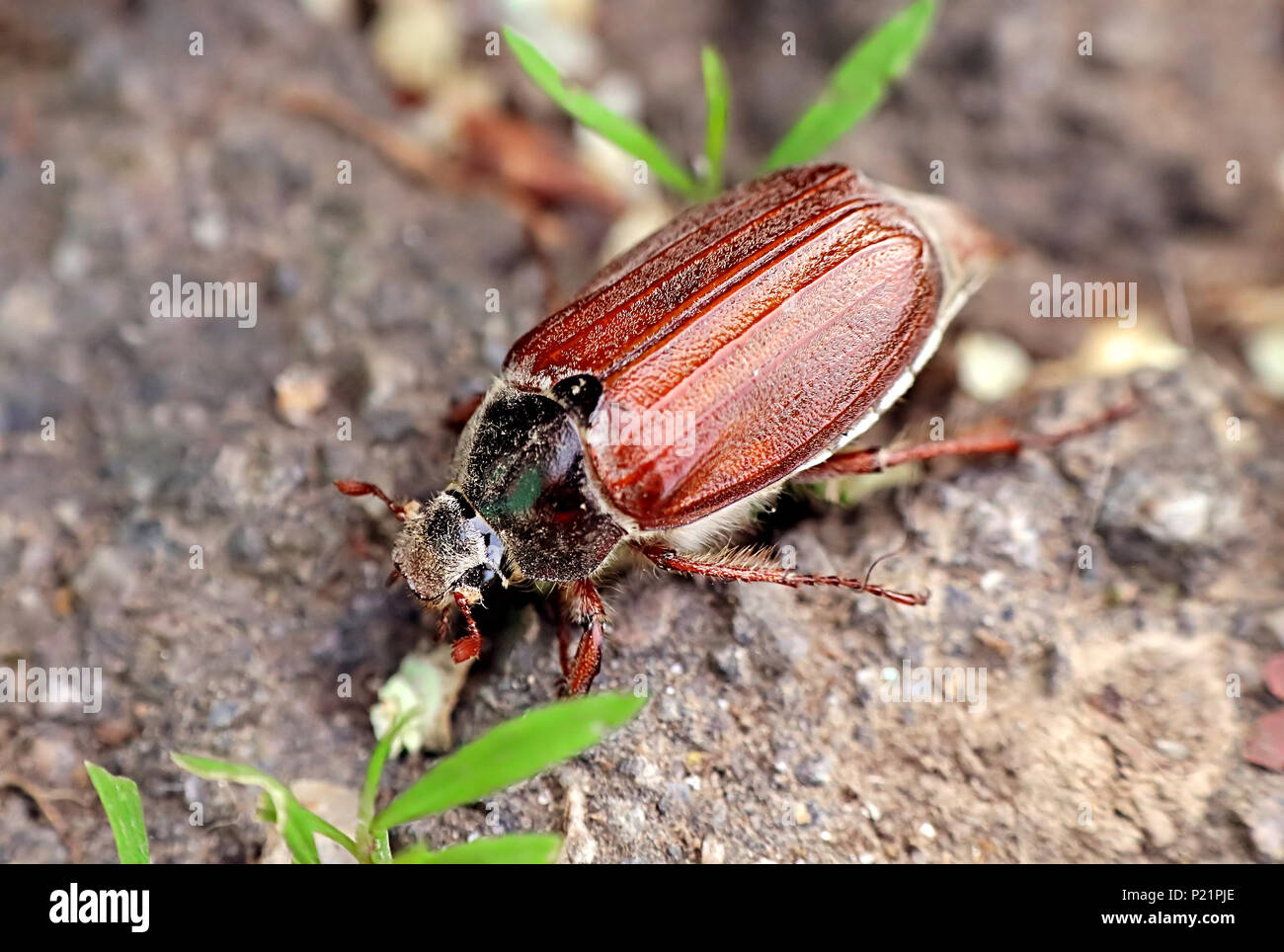 Chafer beetle life cycle hi-res stock photography and images - Alamy