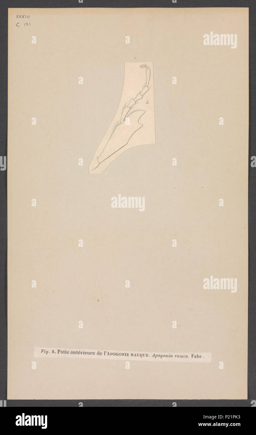 . Apogonia 20 Apogonia - Print - Iconographia Zoologica - Special ...