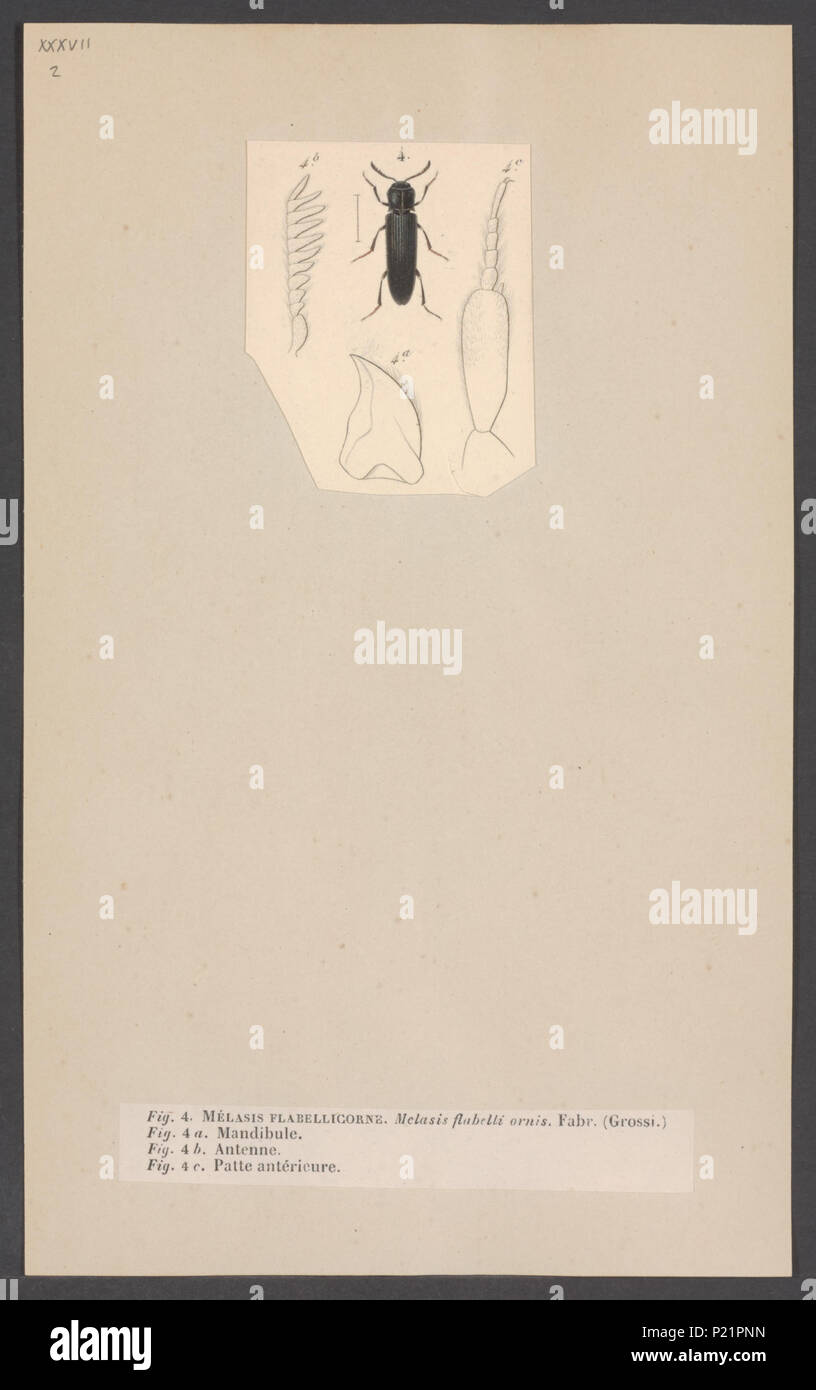 Melasis species hi-res stock photography and images - Alamy