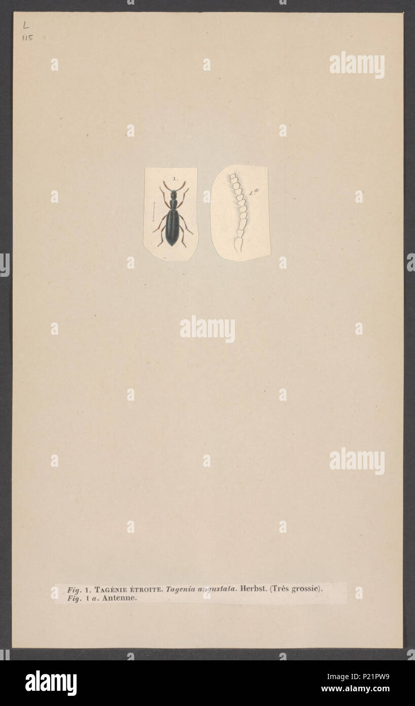 Angustata hi-res stock photography and images - Alamy