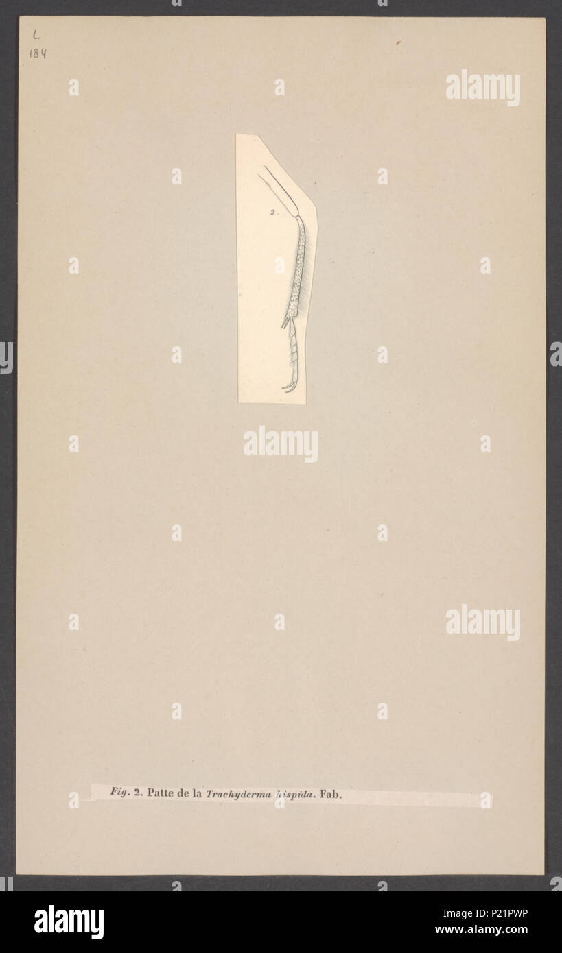 . Ocnera 210 Ocnera - Print - Iconographia Zoologica - Special ...