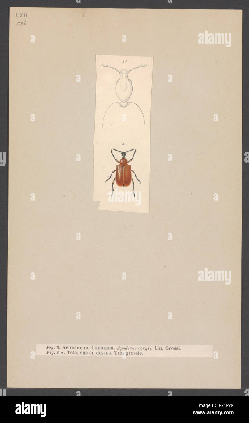 . Apoderus 20 Apoderus - Print - Iconographia Zoologica - Special ...