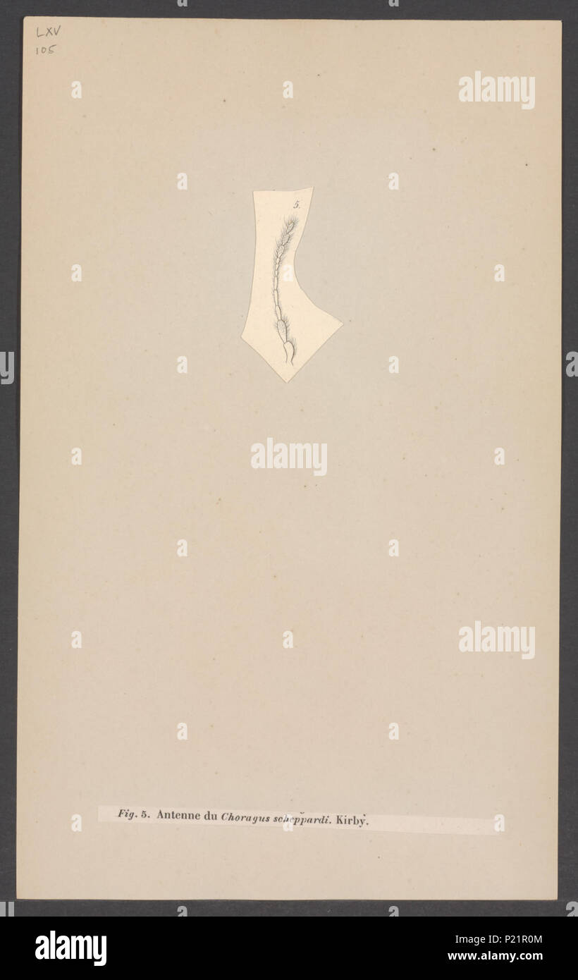 . Choragus 60 Choragus - Print - Iconographia Zoologica - Special ...