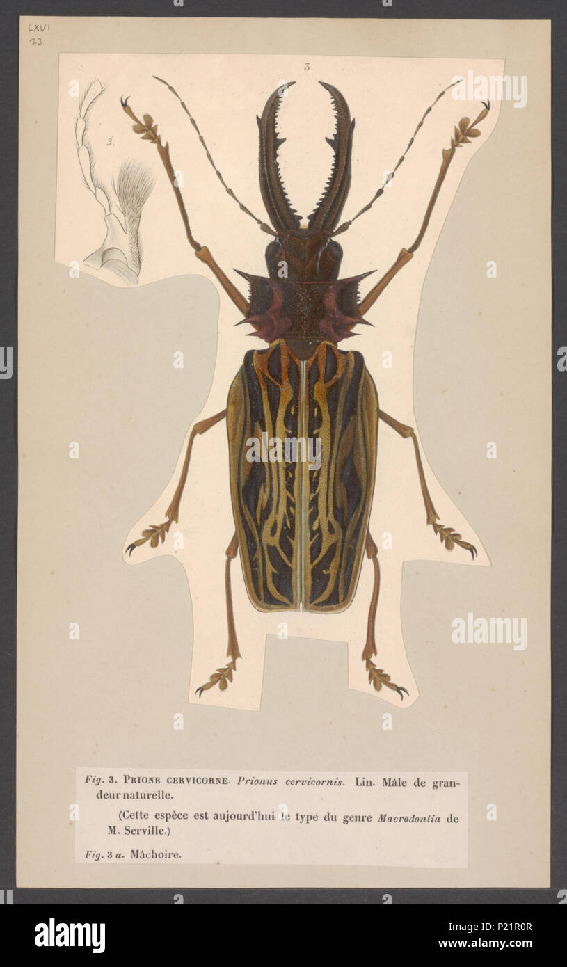 Prionus hi-res stock photography and images - Alamy