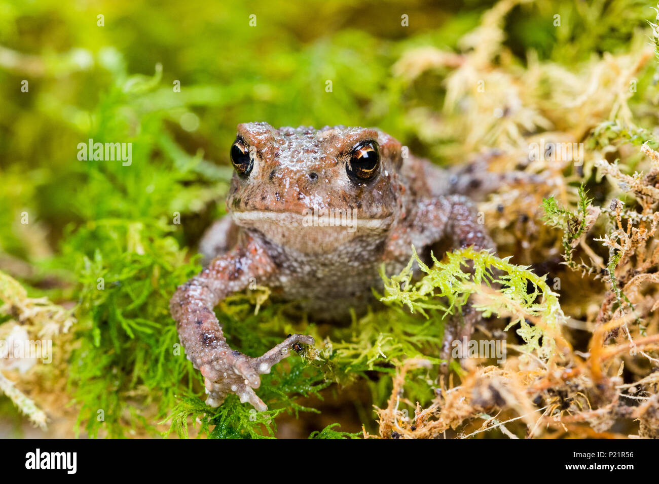 Common toad (Bufo bufo) photographed in a studio set up Stock Photo - Alamy