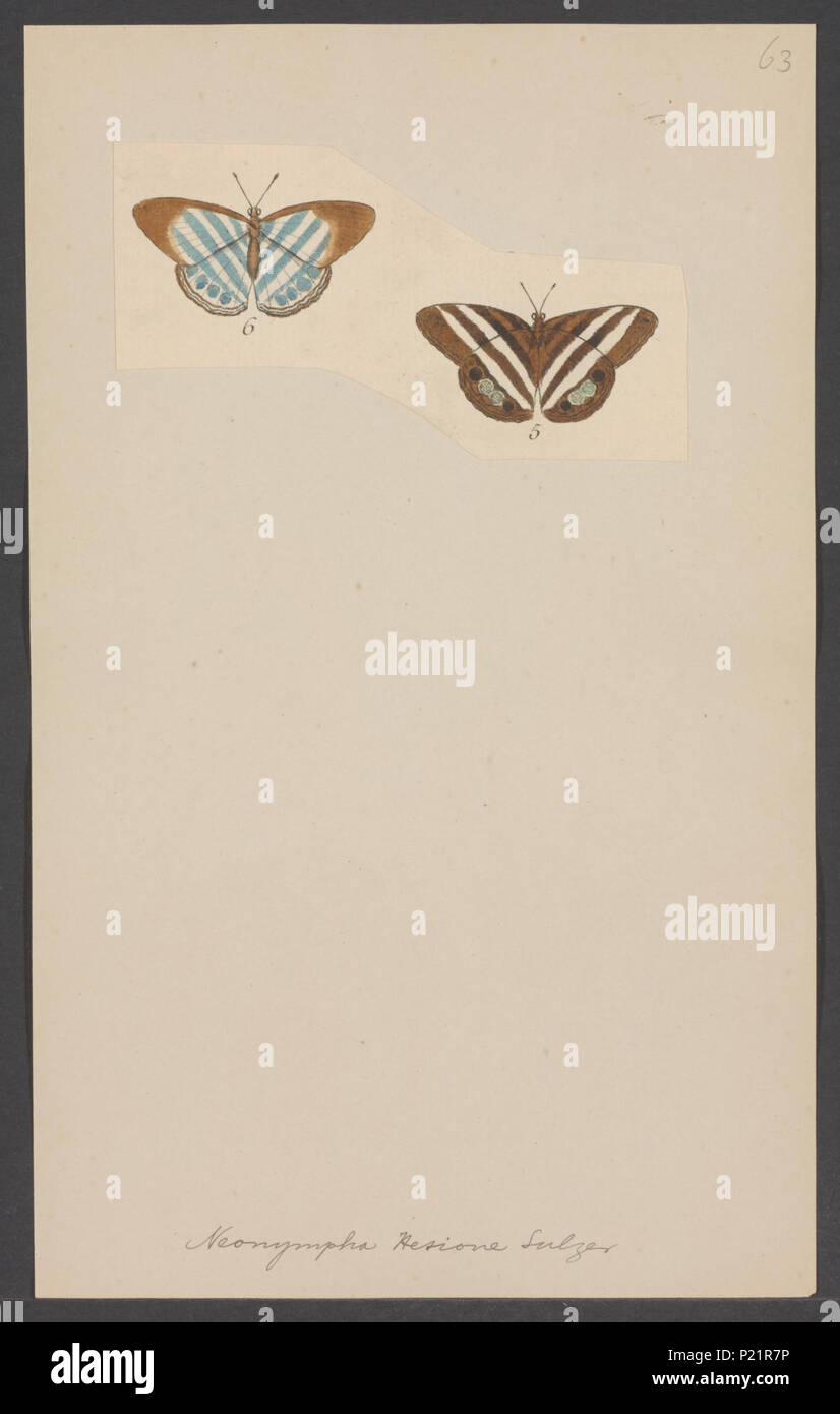 . Neonympha 200 Neonympha - Print - Iconographia Zoologica - Special ...